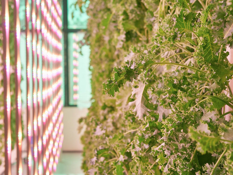 Upgrown Farming - Controlled Environment Agriculture Consulting ...