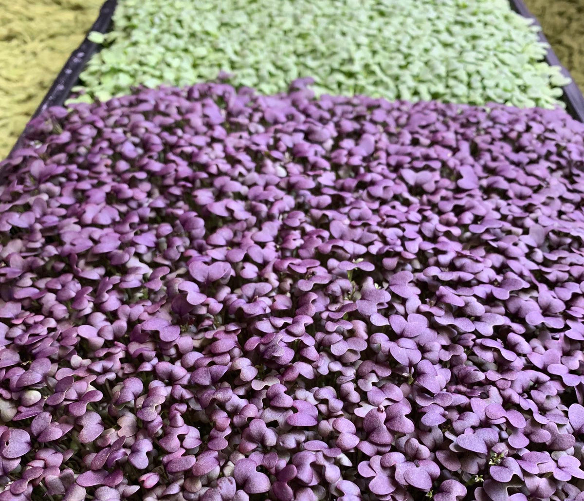 Biostrate™ Microgreens Grow Mats (Retail Pack of 10 sheets) – UPGROWN ...