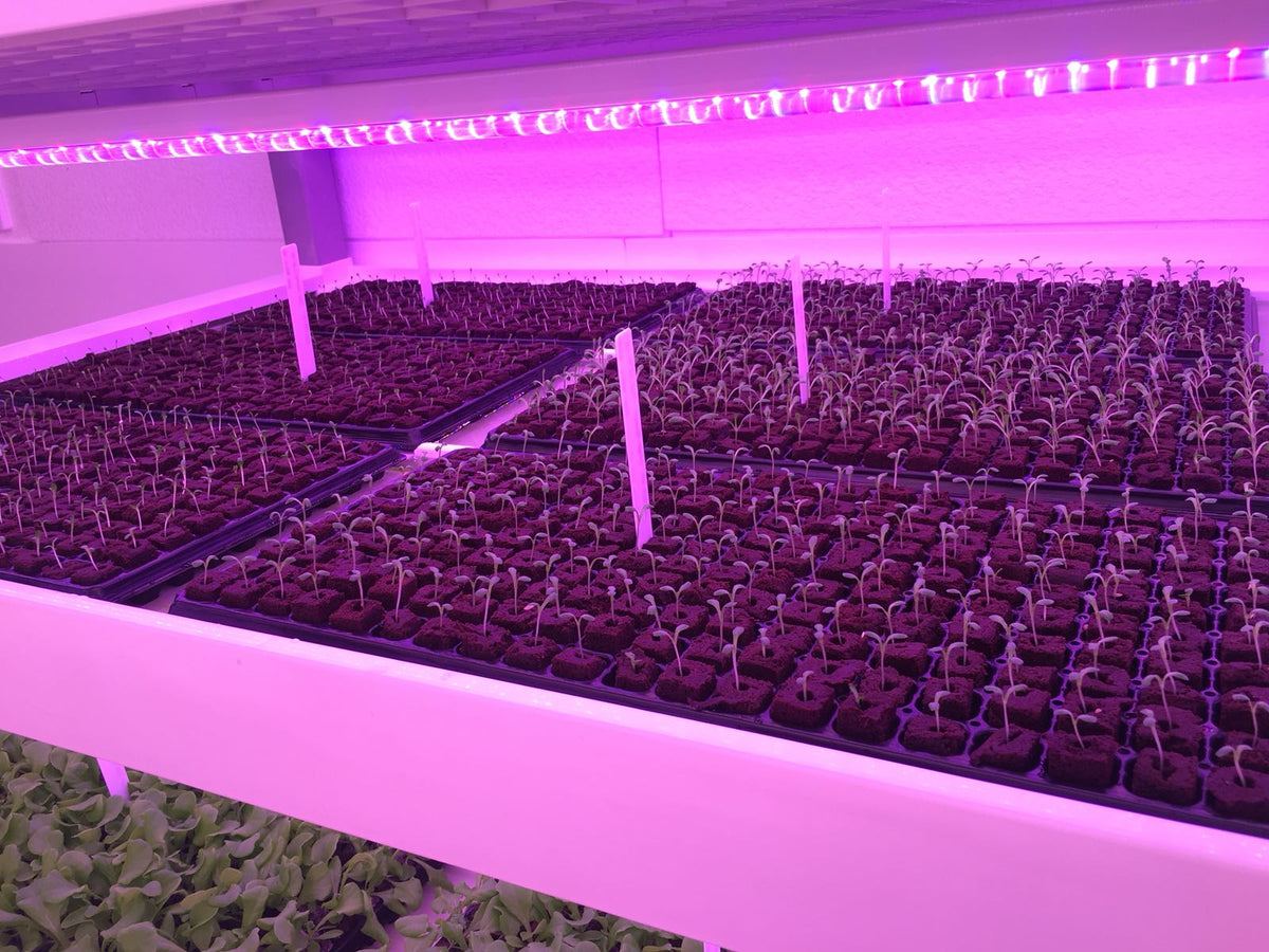 Quickplugs/FlexiPlugs #2340 (100 plugs) – UPGROWN FARMING CO.